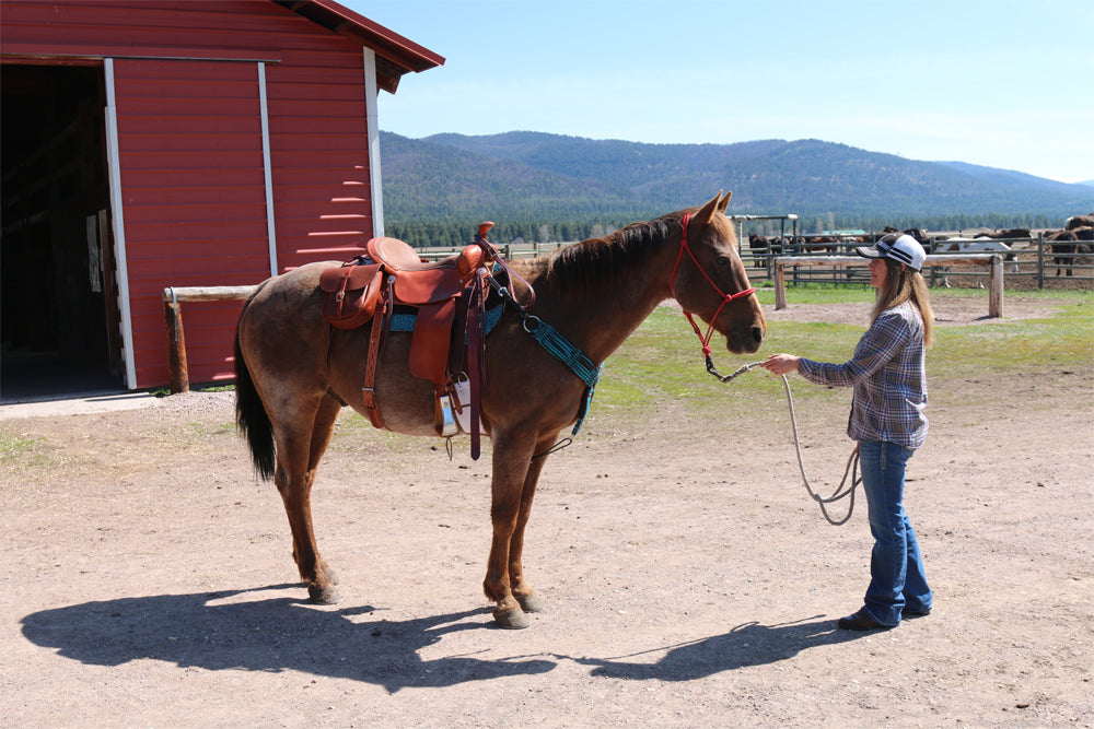 Saddlebags, Packing Equipment, Tack and Equine Gear | TrailMax ...